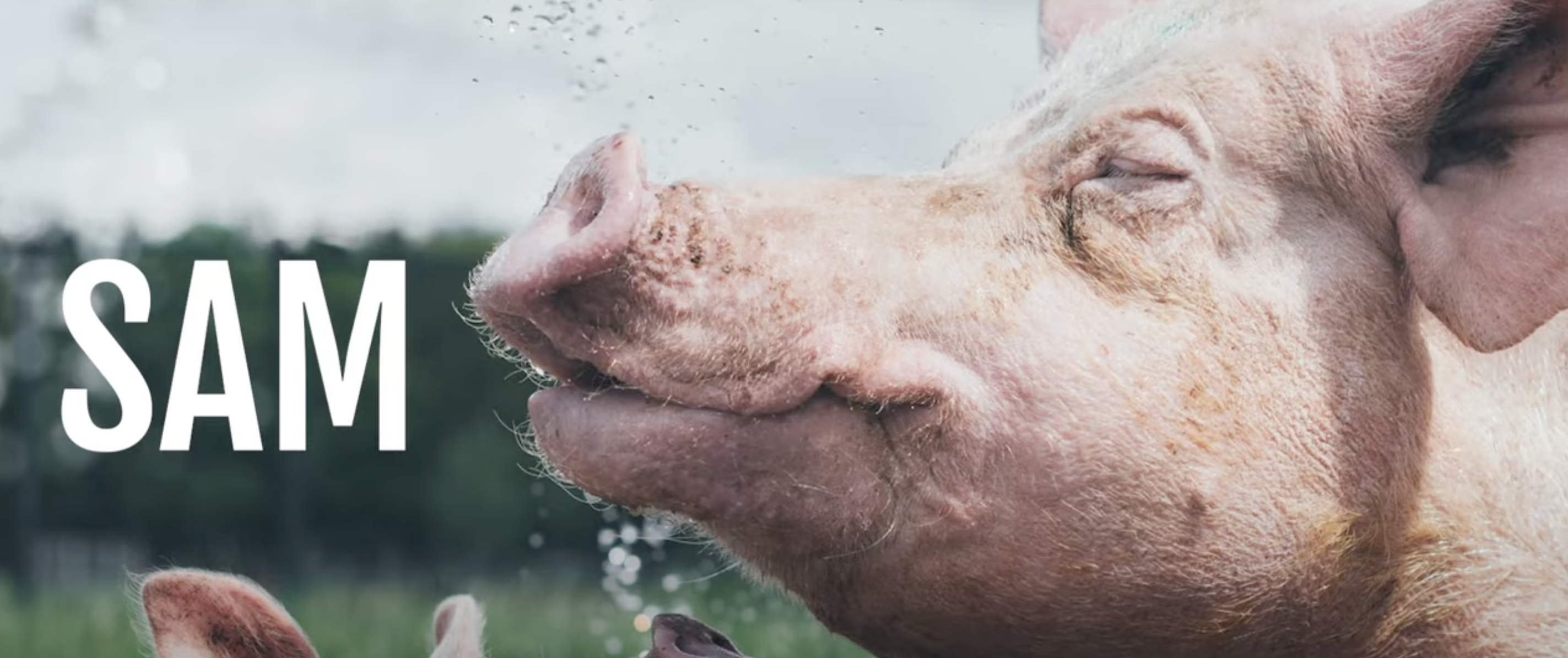 Karen Soeters geeft één van de twaalf miljoen varkens in Nederland een gezicht | NPO Radio 1